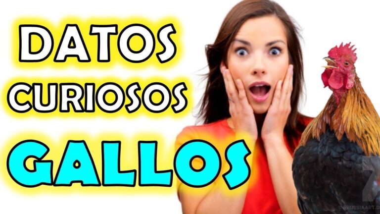Curiosidades sobre el animal galo