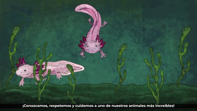 La fascinante historia del axolotl