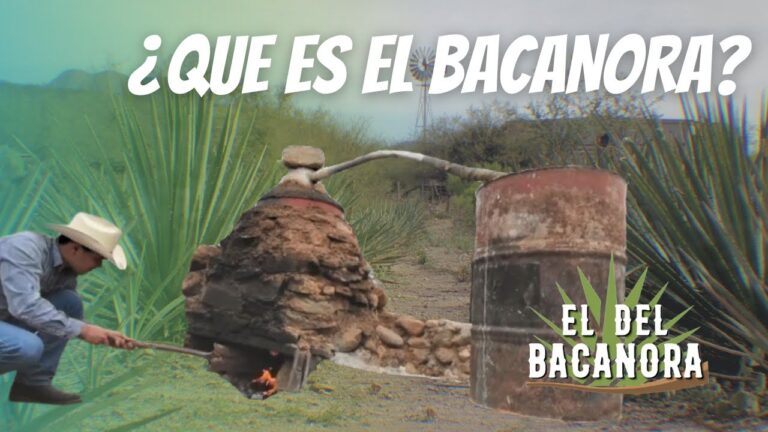 La historia de la bebida bacanora