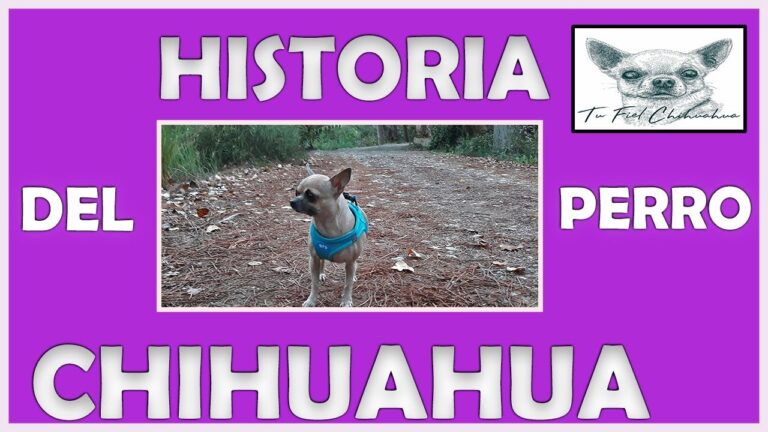 La historia del perro chihuahua: origen y evolución de esta raza canina