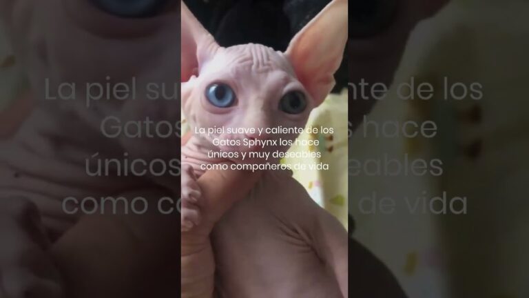 La fascinante historia del gato doméstico